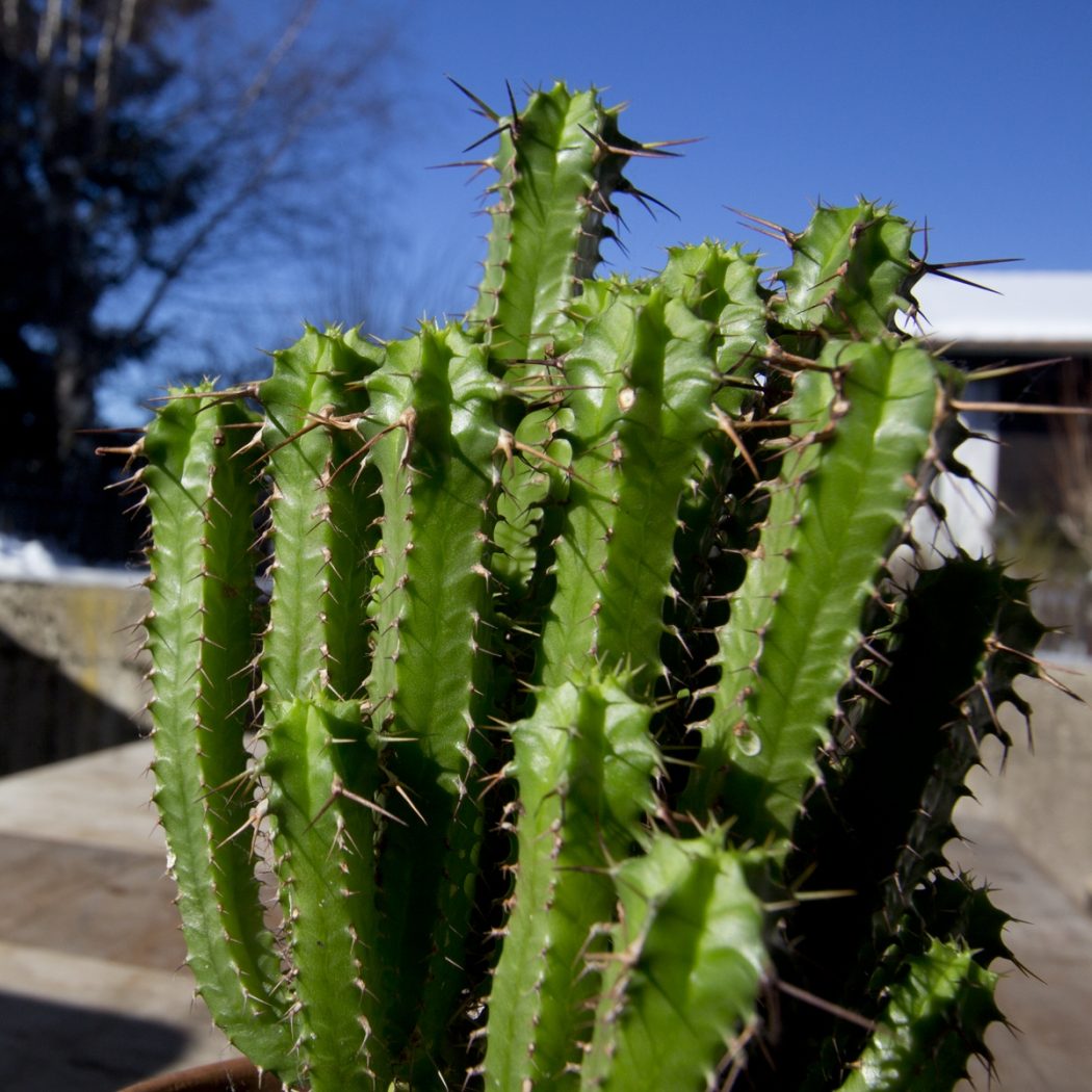 Schöne Stacheln an Zimmer-Kakteen – André does…